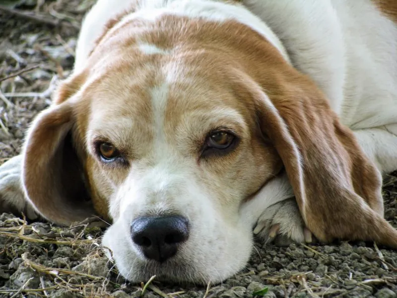 Homenajea a tu mascota con una urna personalizada